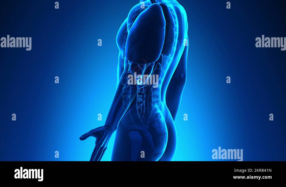 Gallbladder anatomy Stock Videos & Footage - HD and 4K Video Clips - Alamy