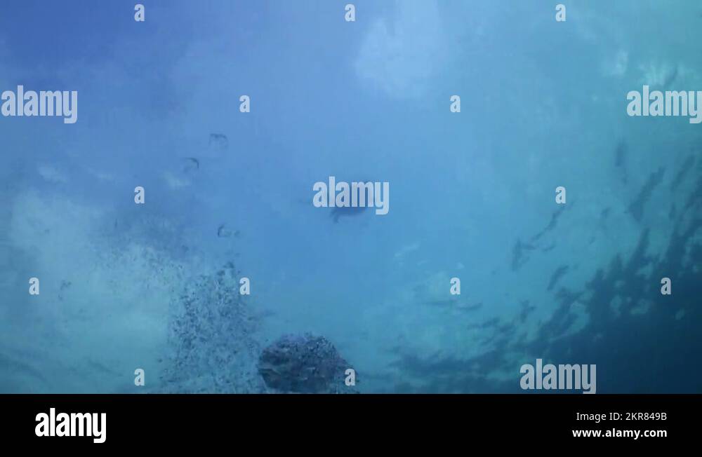 turtle breathing at surface and then diving to bottom Stock Video ...