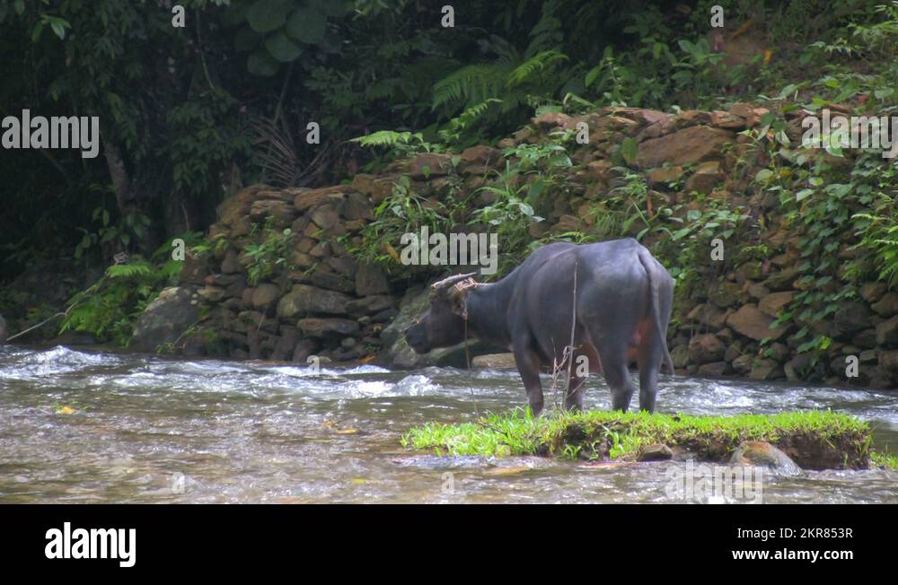 Tukuran River With Waterfalls, On The Island Of Mindoro Philippines, Hd ...