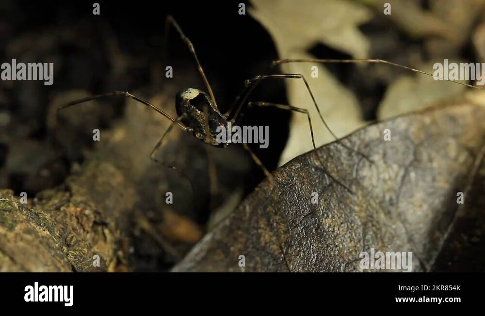 Spider opiliones Stock Videos & Footage - HD and 4K Video Clips - Alamy