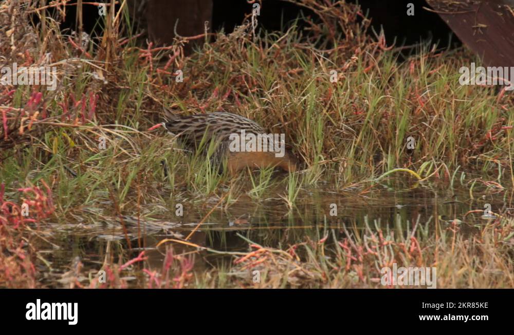 Clapper rail Stock Videos & Footage - HD and 4K Video Clips - Alamy
