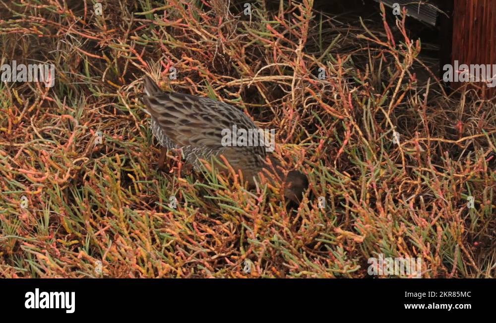 CALIFORNIA CLAPPER RAIL/Ridgway's, Endangered Species Hunting Walking ...