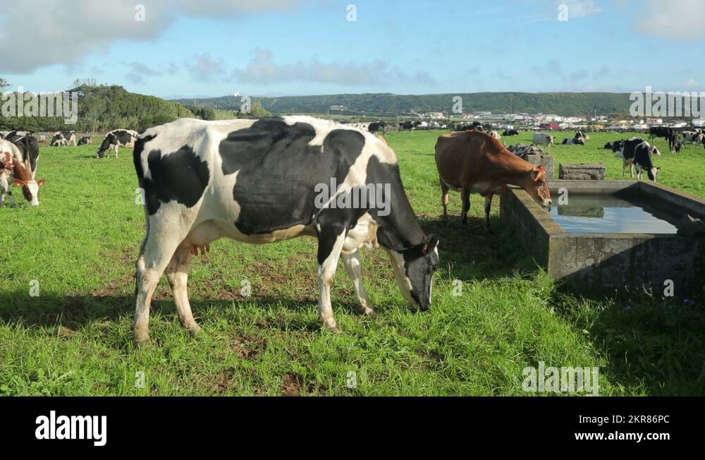 Dairy cattle field Stock Videos & Footage - HD and 4K Video Clips - Alamy