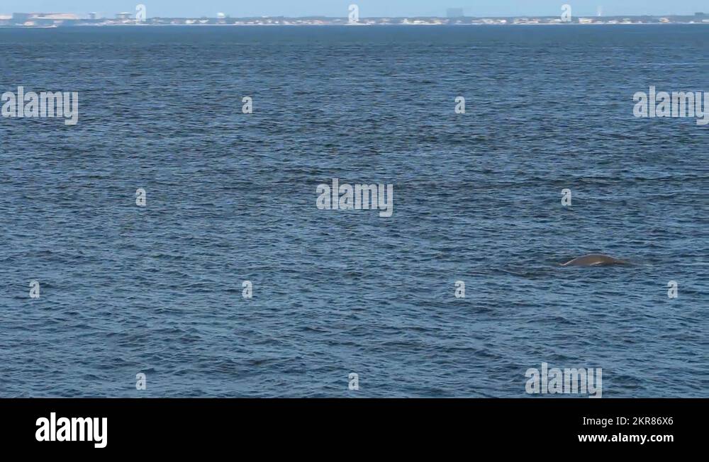 Dolphin tail Stock Videos & Footage - HD and 4K Video Clips - Alamy