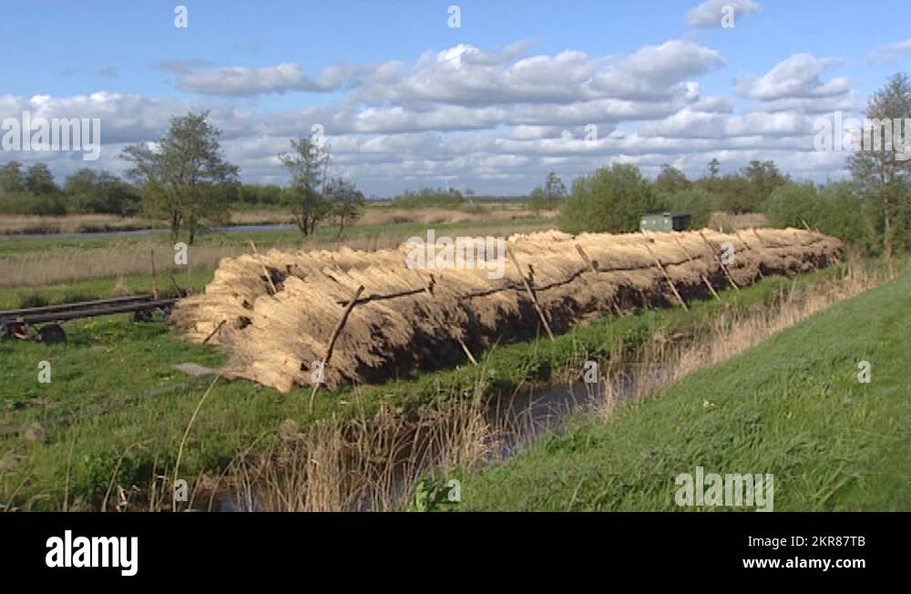 Reed stacks on a land strip in peat landscape, National Park Weeribben ...