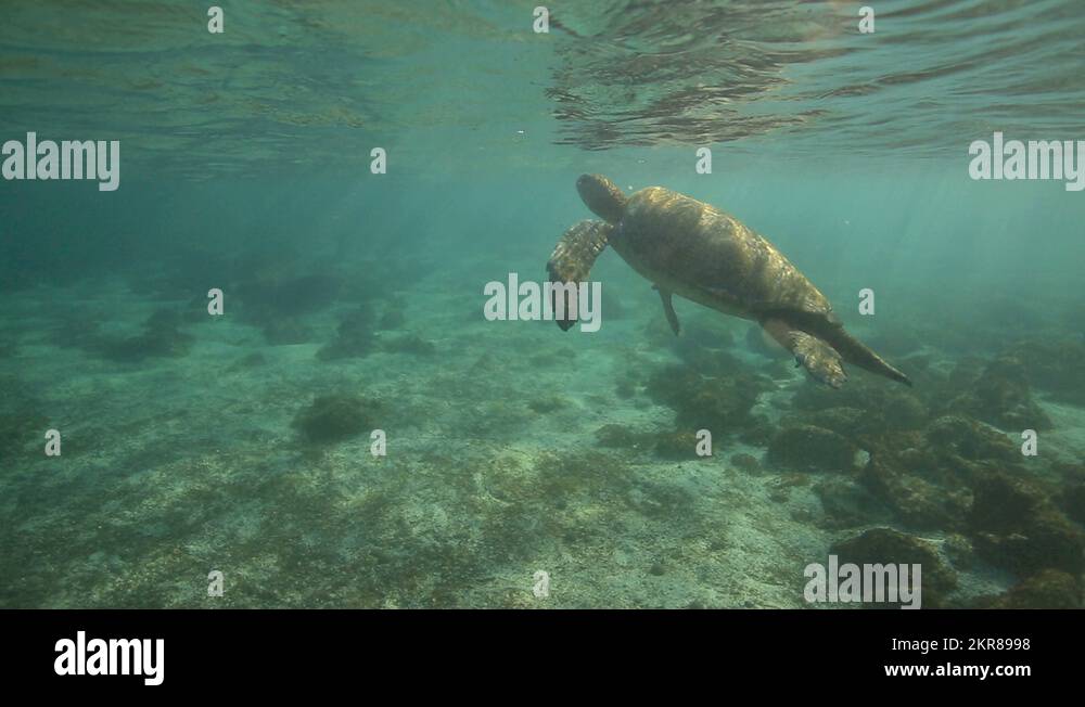 Green sea turtle takes a breath of air Stock Video Footage - Alamy