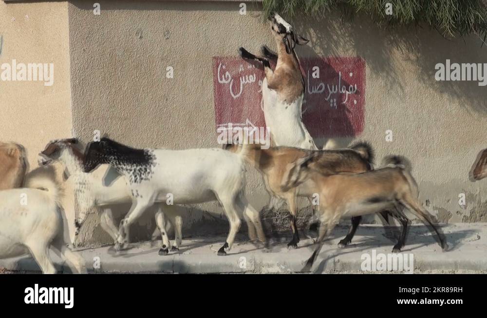 Iran goat Stock Videos & Footage - HD and 4K Video Clips - Alamy