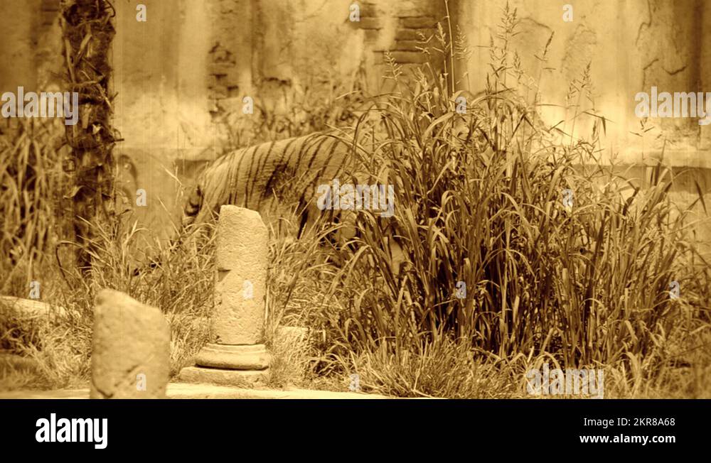 Cinema tiger Stock Videos & Footage - HD and 4K Video Clips - Alamy