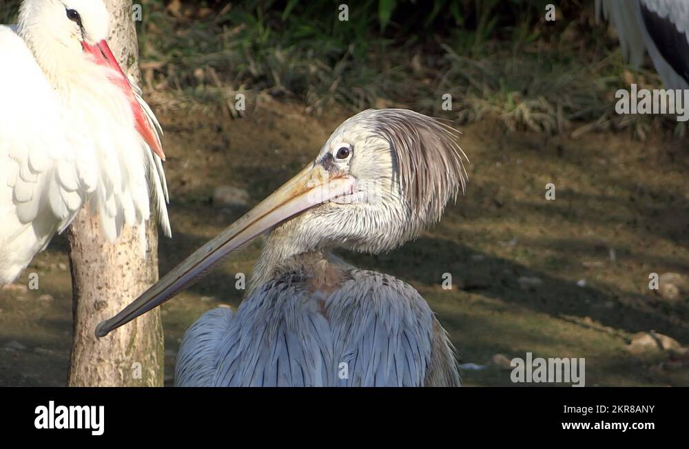 Birds with long beak Stock Videos & Footage - HD and 4K Video Clips - Alamy