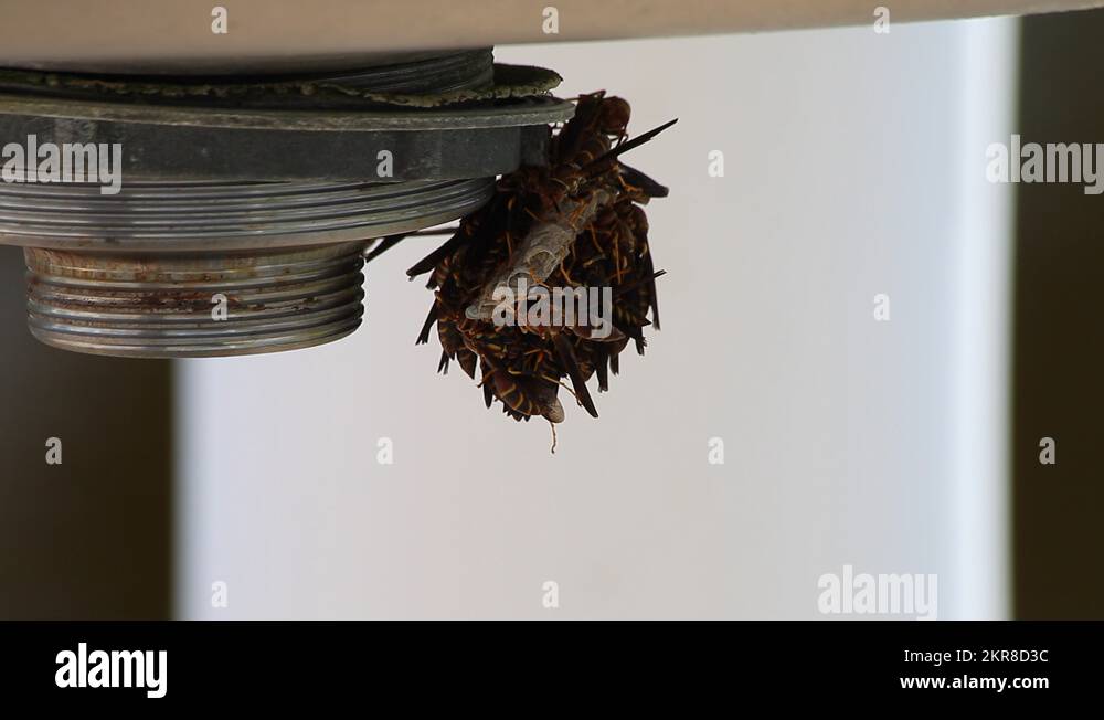 Vespid wasp at the nest Stock Videos & Footage - HD and 4K Video Clips ...