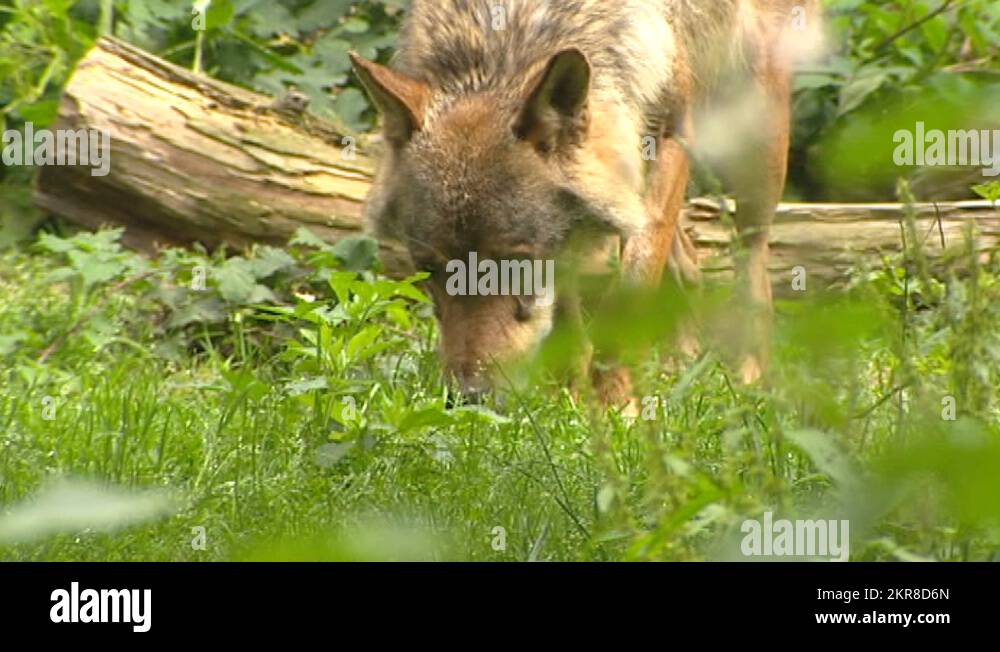 Wolf tracking Stock Videos & Footage - HD and 4K Video Clips - Alamy