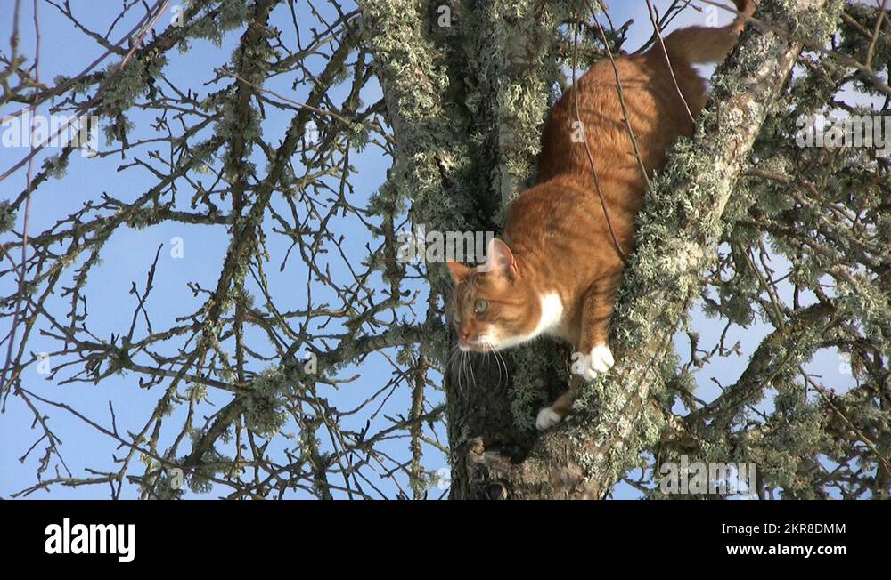 Domestic cat jumping from tree Stock Videos & Footage - HD and 4K Video ...