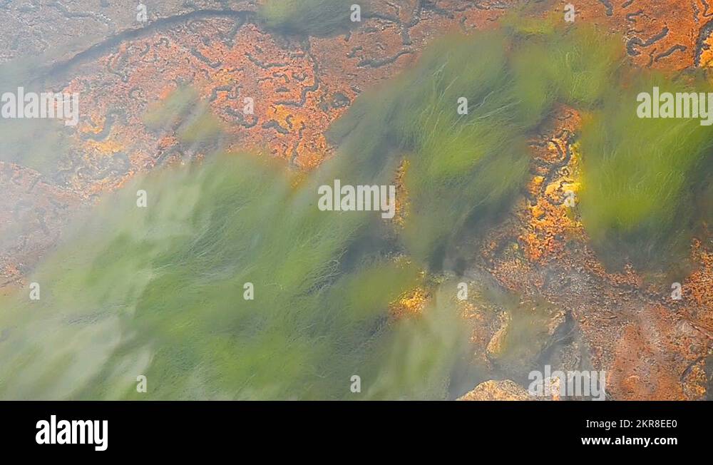 Algae in the river Stock Videos & Footage - HD and 4K Video Clips - Alamy