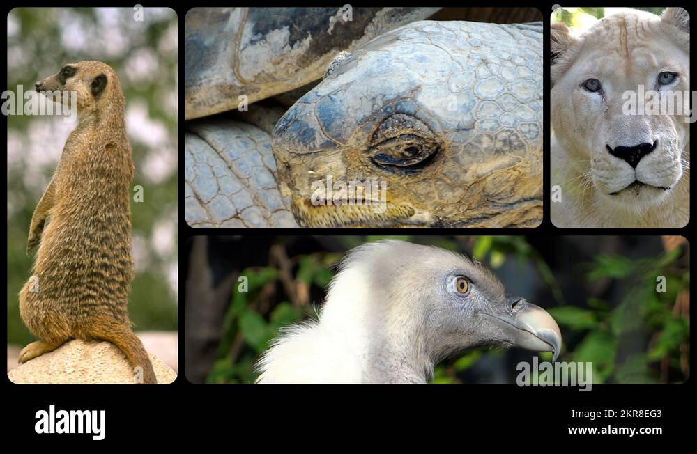 Morphology animals Stock Videos & Footage - HD and 4K Video Clips - Alamy