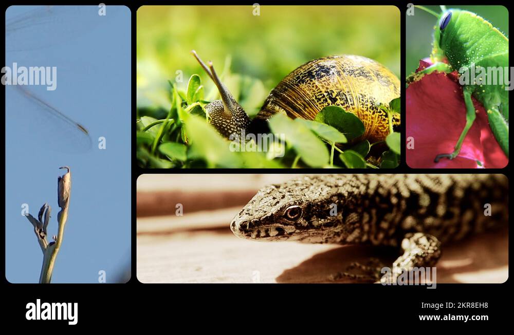 Hairy creatures Stock Videos & Footage - HD and 4K Video Clips - Alamy