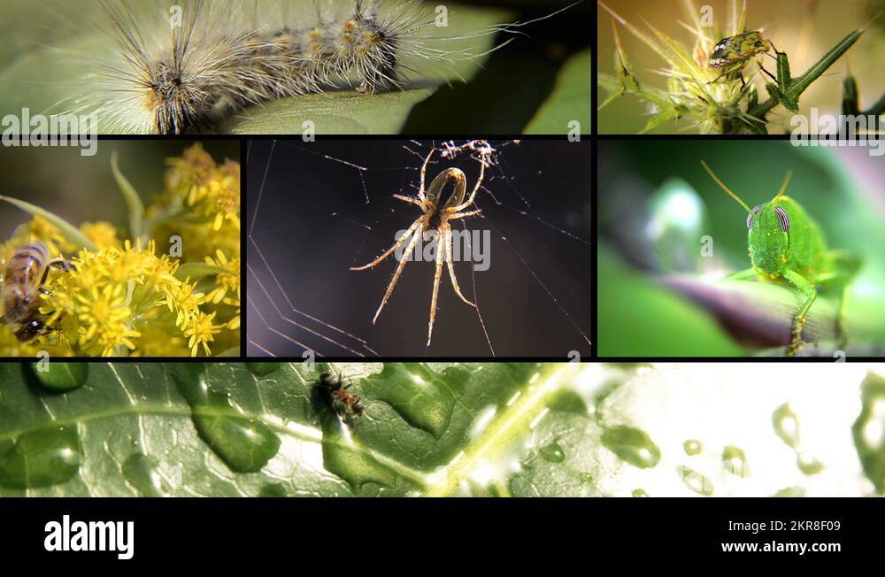 Insect collage Stock Videos & Footage - HD and 4K Video Clips - Alamy