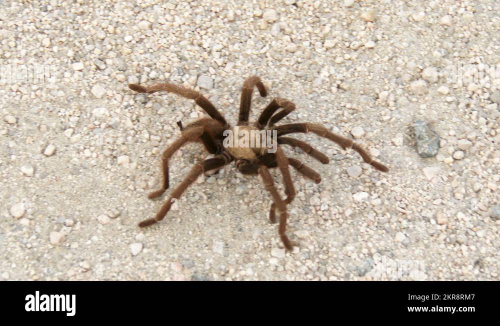 Big Desert Tarantula Spider in the Mojave Desert at Joshua Tree ...