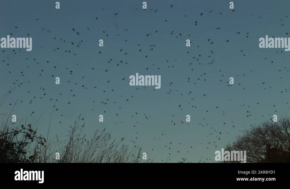 Carrion birds Stock Videos & Footage - HD and 4K Video Clips - Alamy