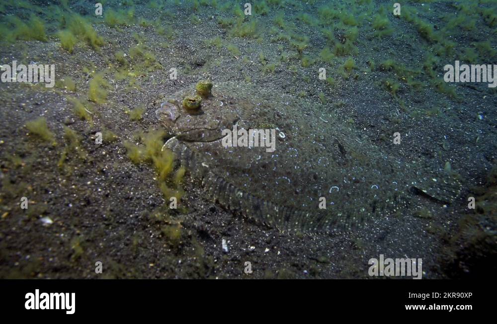 Demersal fishes Stock Videos & Footage - HD and 4K Video Clips - Alamy