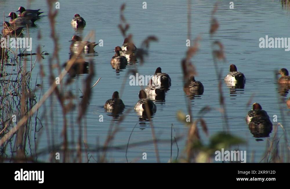 Do not feed the wildfowl Stock Videos & Footage - HD and 4K Video Clips - Alamy