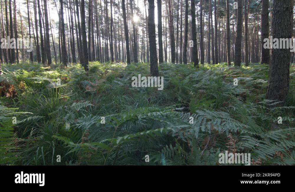 Forest with ferns Stock Videos & Footage - HD and 4K Video Clips - Alamy