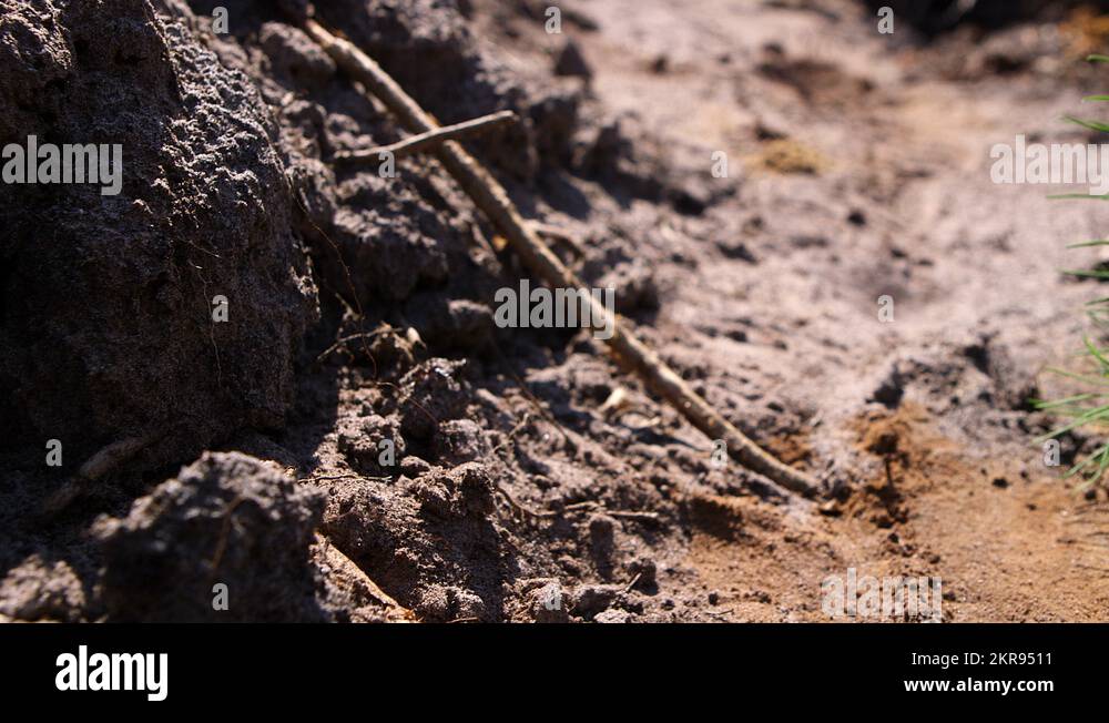 Tree seedling not hands Stock Videos & Footage - HD and 4K Video Clips ...