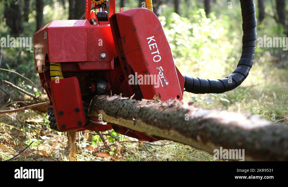 Tree cutting team Stock Videos & Footage - HD and 4K Video Clips - Alamy