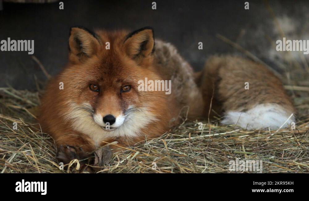 Beautiful male fox in Stock Videos & Footage - HD and 4K Video Clips ...