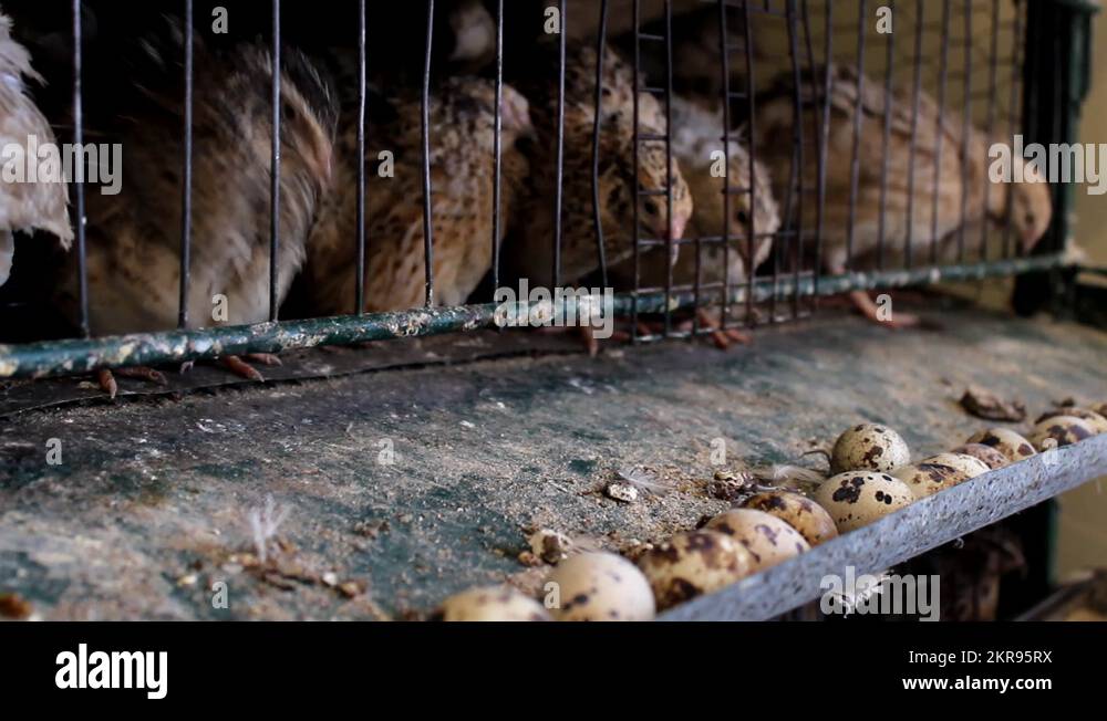 Japanese quail eggs Stock Videos & Footage - HD and 4K Video Clips - Alamy