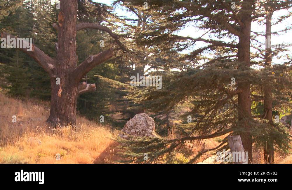 Lebanon cedar landscape Stock Videos & Footage - HD and 4K Video Clips ...