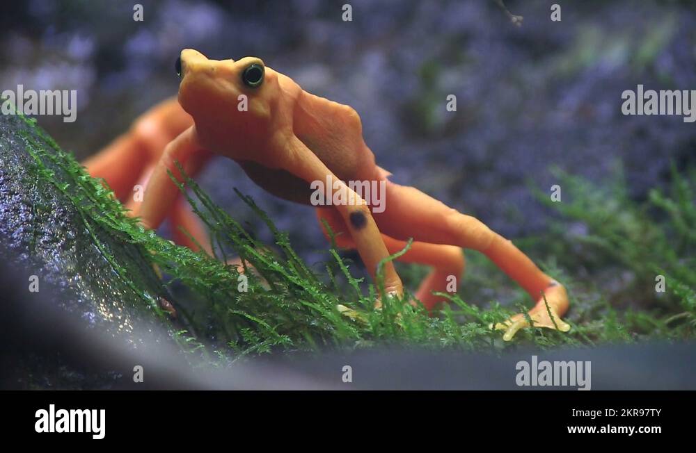 Rainforest frogs Stock Videos & Footage - HD and 4K Video Clips - Alamy