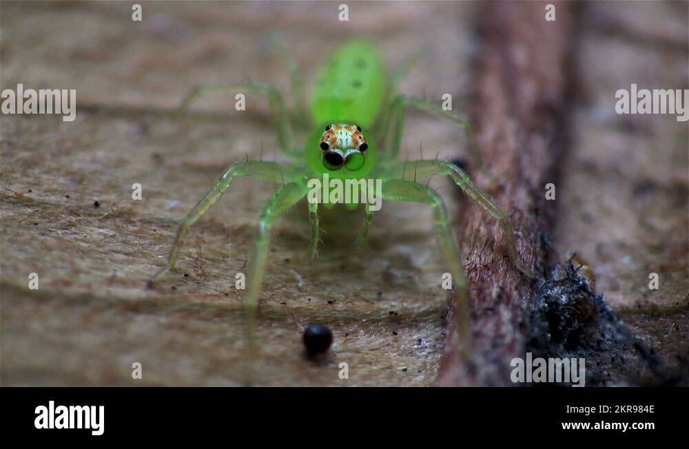 Spider leg close up Stock Videos & Footage - HD and 4K Video Clips - Alamy