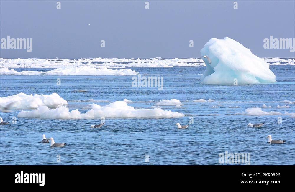 Real time flow of sea ice floating past grounded icebergs at ...