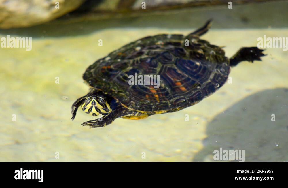 Plastron turtle Stock Videos & Footage - HD and 4K Video Clips - Alamy