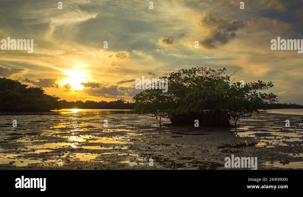 Mangrove Tree Sunset Singer Island Lake Worth Lagoon Palm Beach County ...