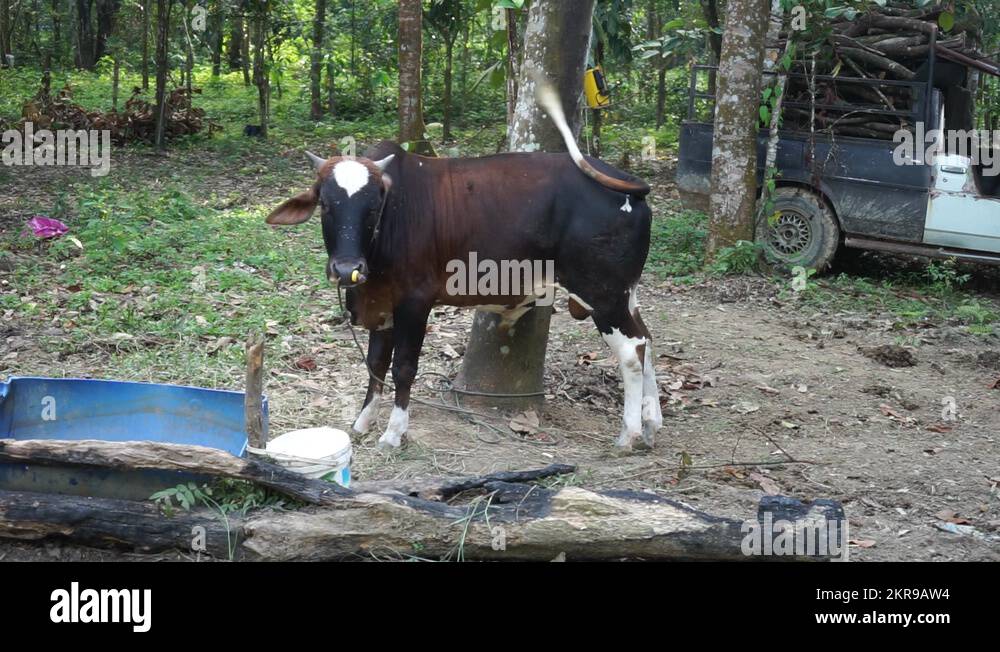 Cow whipping tail as flee swatter in rubber estate, Malaysia Stock ...