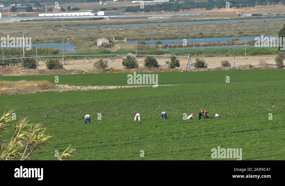 Peasant workers Stock Videos & Footage - HD and 4K Video Clips - Alamy