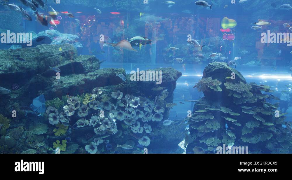 Ultra HD 4K Inside Aquarium Dubai Mall Shopping Center Interior ...