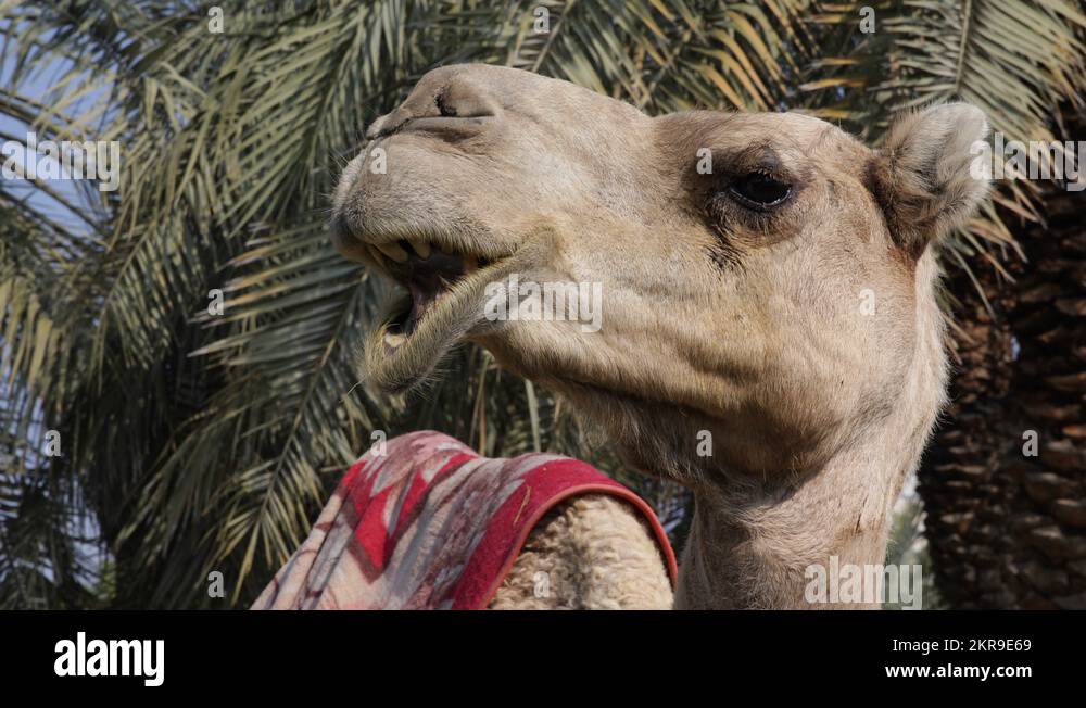 Sahara desert oasis Stock Videos & Footage - HD and 4K Video Clips - Alamy