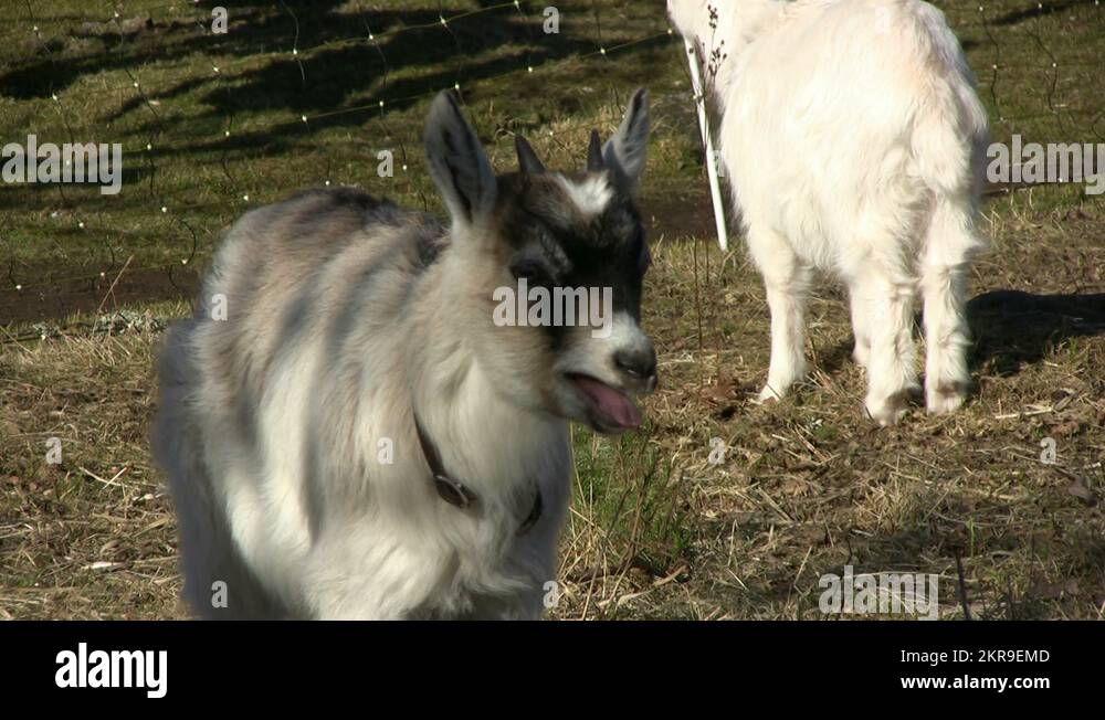 Screaming goat Stock Videos & Footage - HD and 4K Video Clips - Alamy