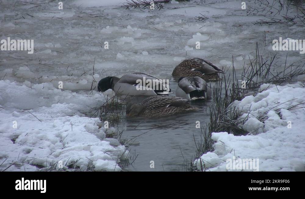 Species of dabbling ducks Stock Videos & Footage - HD and 4K Video ...