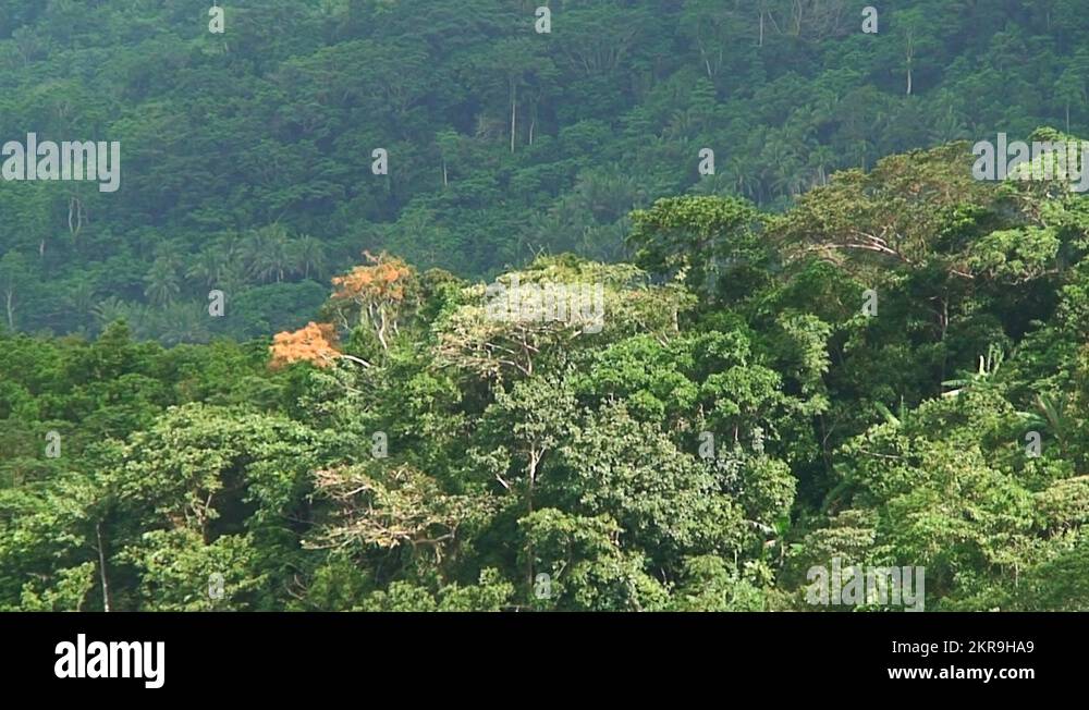 High tree jungle covered mountains on Panay island in the Philippines ...
