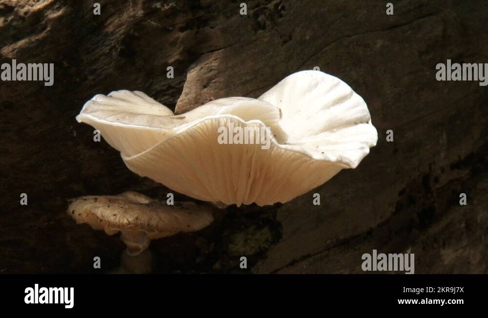 White fungus decay dead organic matter fallen tree trunk + zoom out ...