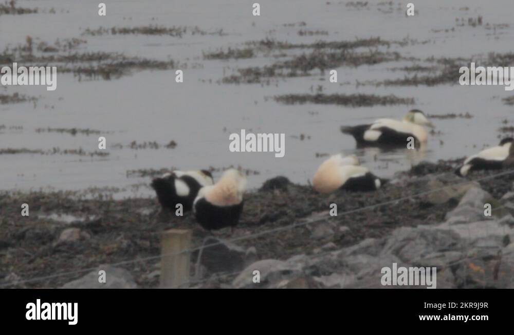 Eider eiders duck ducks bird birds Stock Videos & Footage - HD and 4K ...