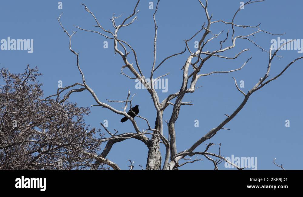 Deciduous Tree Black Bird Crow Raven Sitting Tree Branch Twig Scary ...