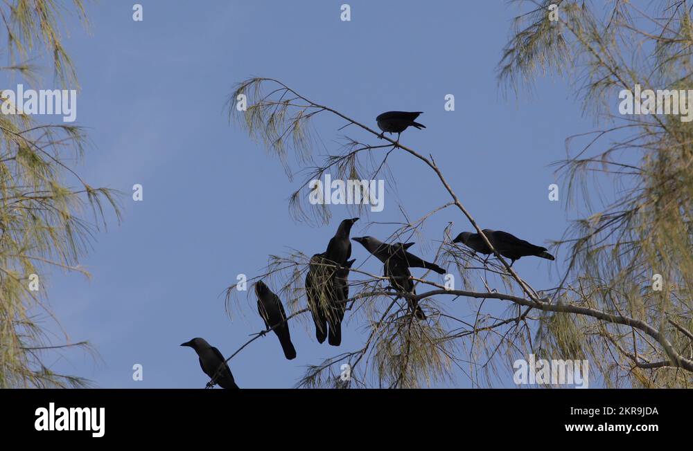 Group Flock Black Crows Raven Bird Sitting Fighting Resting Tree Rook ...