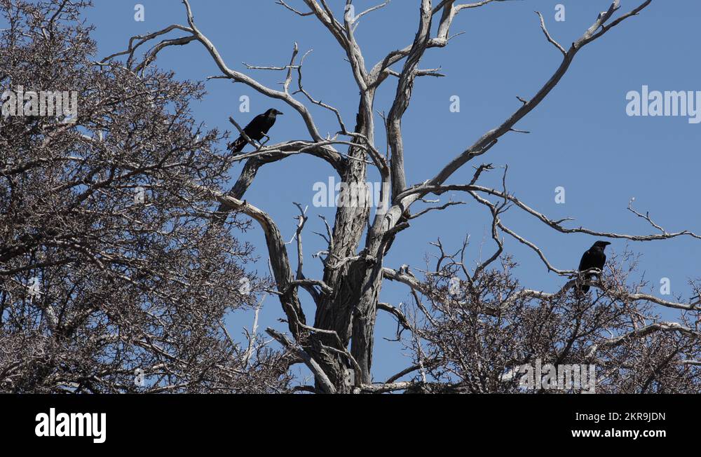 Many Crows Ravens Flock Group Couple Two Black Birds Sitting Branch ...