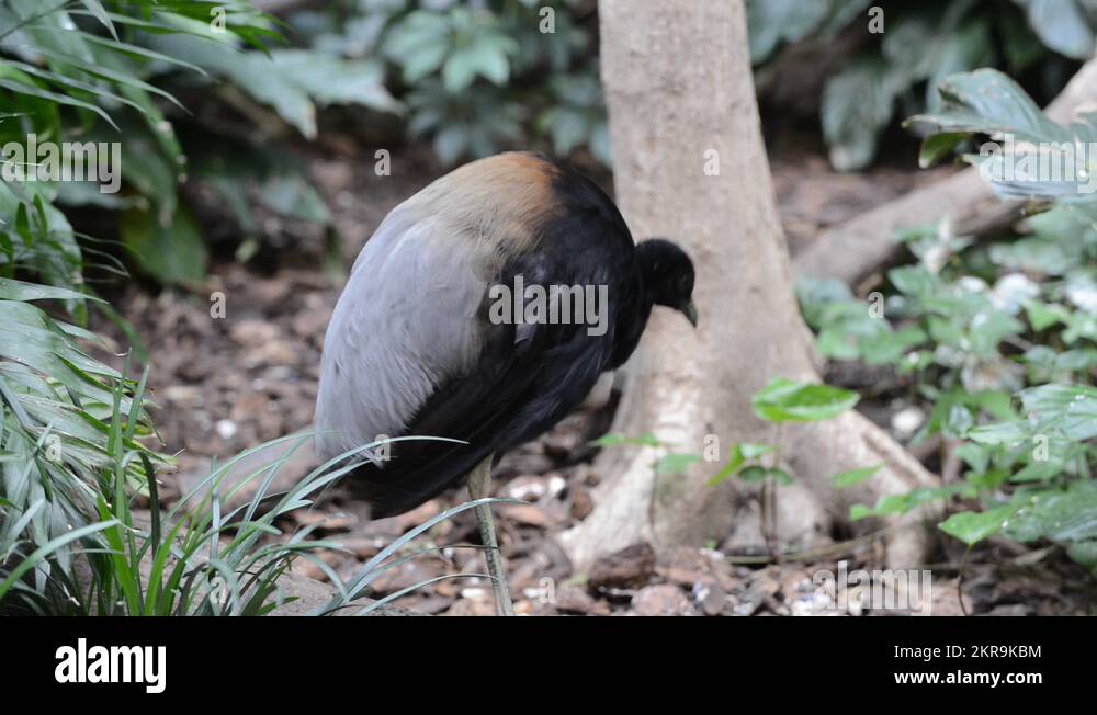 Grey winged trumpeter Stock Videos & Footage - HD and 4K Video Clips ...