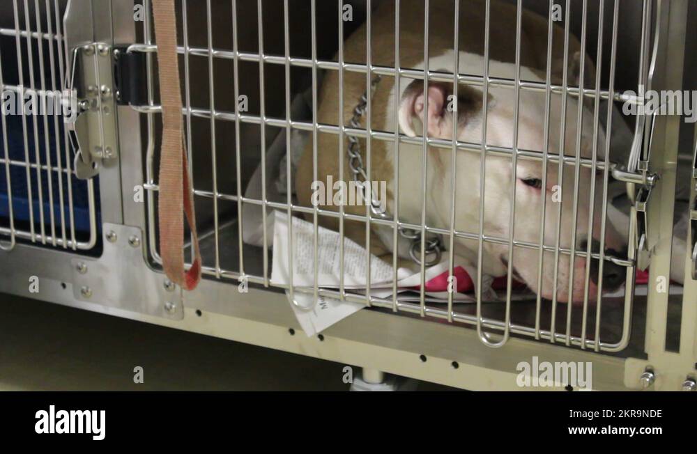 Pitbullterrier Stock Videos & Footage - HD and 4K Video Clips - Alamy