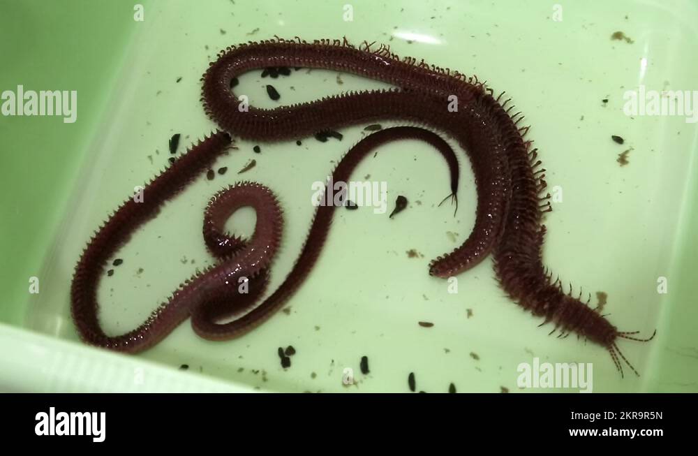 Locomotion types Stock Videos & Footage - HD and 4K Video Clips - Alamy